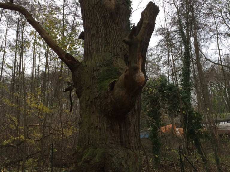 Dicke Marie – ältester Baum Berlins: Wanderungen und Rundwege | komoot