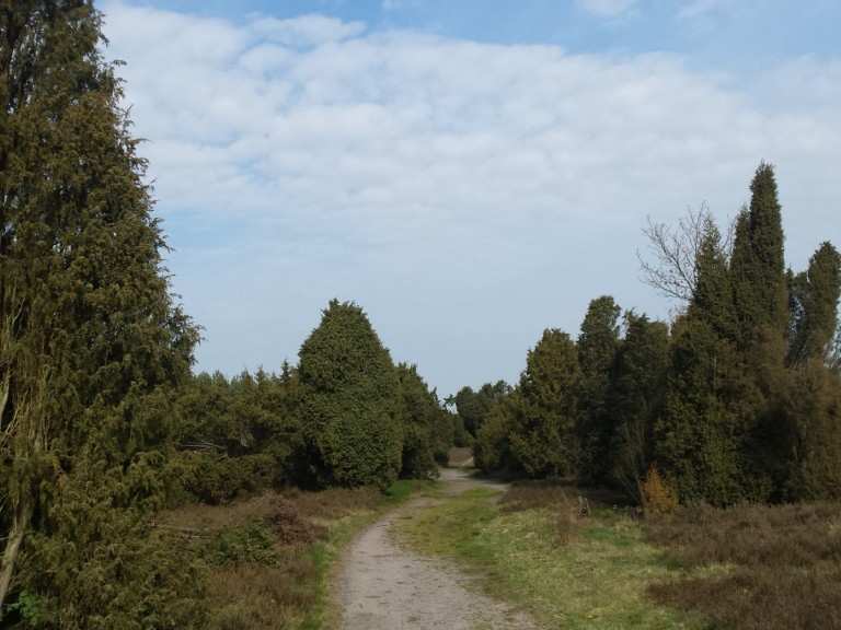 Heiliger Hain - Wahrenholz, Gifhorn | Hiking Segment | Komoot