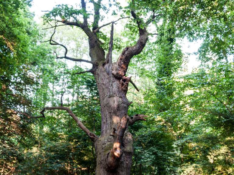 Dicke Marie – ältester Baum Berlins: Wanderungen und Rundwege | komoot