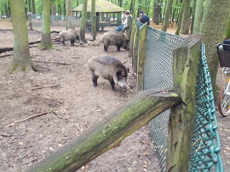 Wildgehege im Spandauer Forst: Wanderungen und Rundwege | komoot