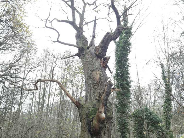 Dicke Marie – ältester Baum Berlins: Wanderungen und Rundwege | komoot