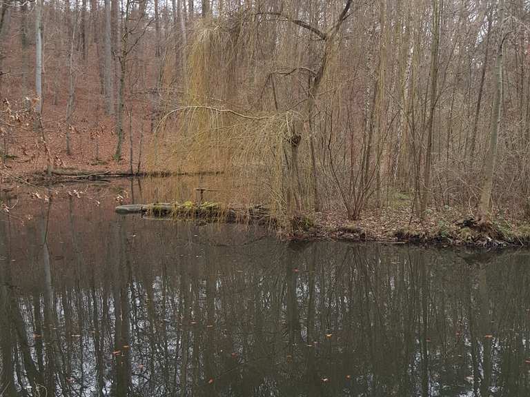 Eichensee: Wanderungen und Rundwege | komoot