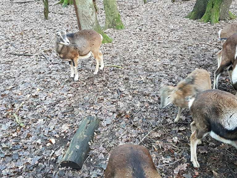 Wildgehege im Spandauer Forst wandelroutes en hikes | Komoot