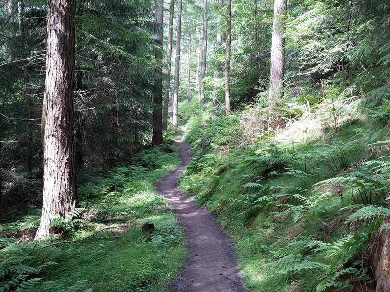 Dalby Forest MTB Trails - Mountain Bike Trails & Tracks | Komoot