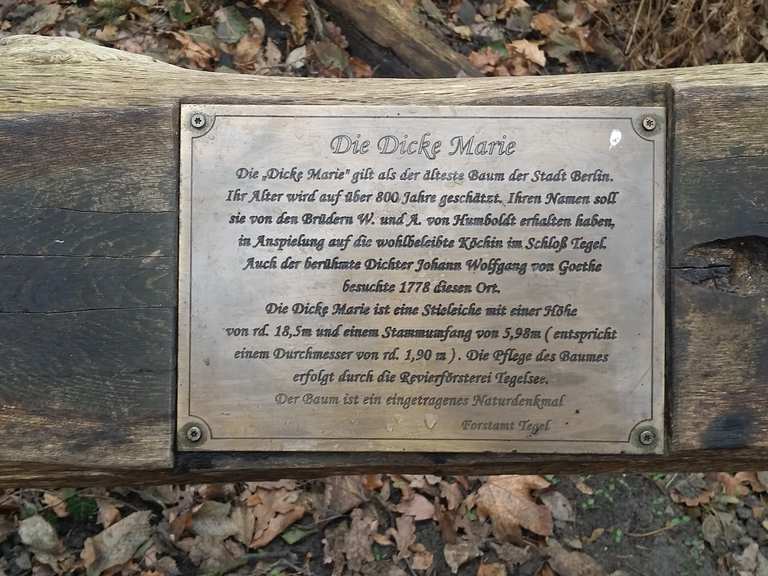 Dicke Marie – ältester Baum Berlins: Wanderungen und Rundwege | komoot