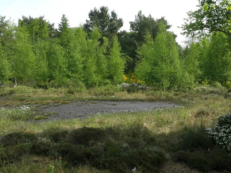 Rombergpark mit Botanischen Garten - Cycle Routes and Map | Komoot