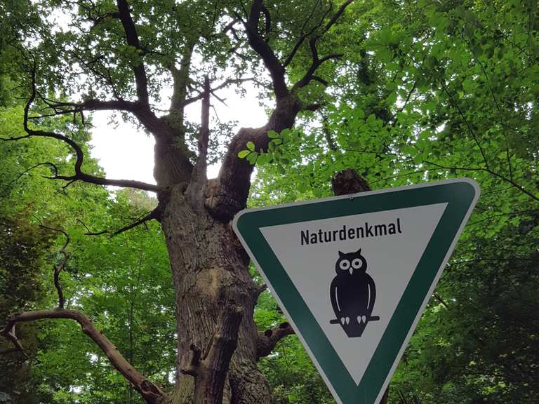 Dicke Marie – ältester Baum Berlins Routes for Walking and Hiking | Komoot