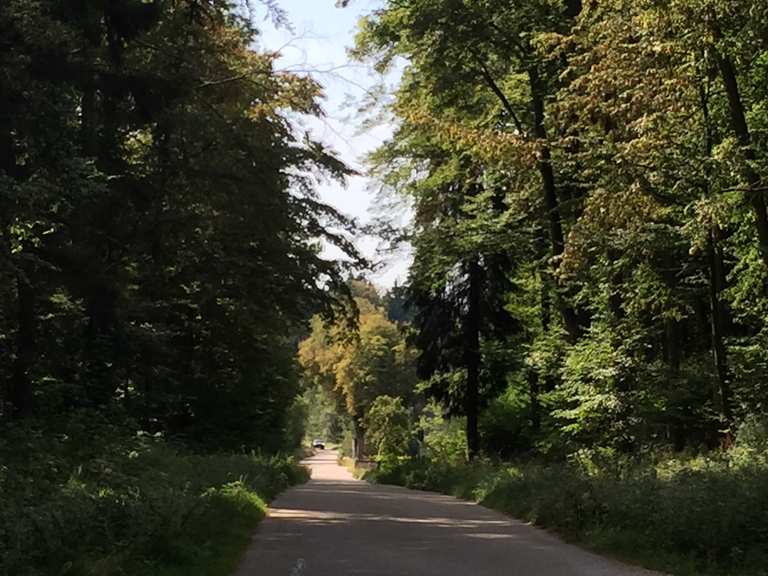 Paintner Forst: Rennradfahren und Rennradtouren | komoot