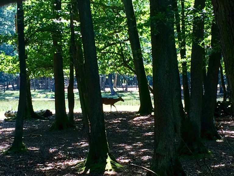 Wildgehege im Spandauer Forst: Wanderungen und Rundwege | komoot