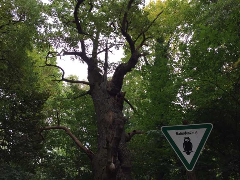 Dicke Marie – ältester Baum Berlins: Wanderungen und Rundwege | komoot