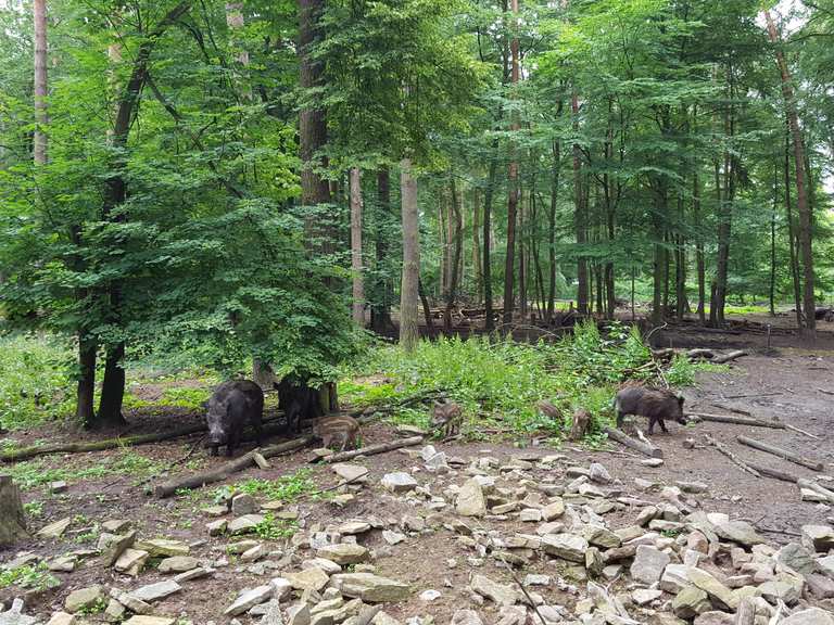 Wildgehege im Tegeler Forst - Berlin, Germany | Hiking Tips & Photos ...