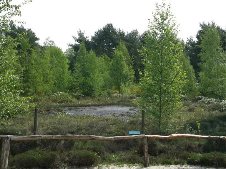 Rombergpark mit Botanischen Garten - Cycle Routes and Map | Komoot