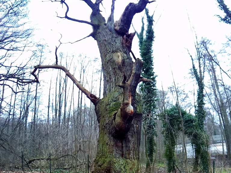 Dicke Marie – ältester Baum Berlins: Wanderungen und Rundwege | komoot