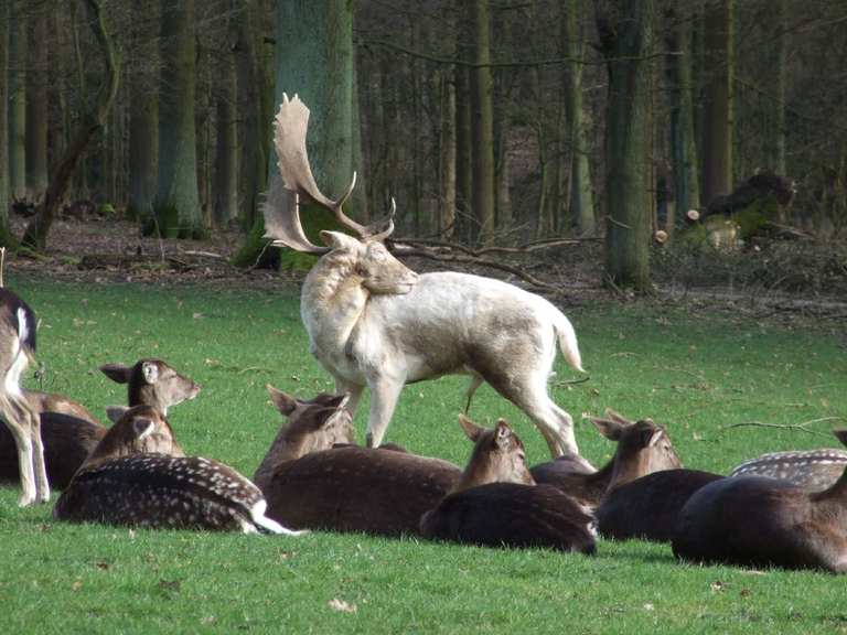 Aaper Waldrunde mit Wildpark – Wildpark im Grafenberger Wald Runde von ...