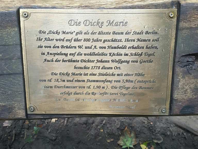 Dicke Marie – ältester Baum Berlins: Wanderungen und Rundwege | komoot