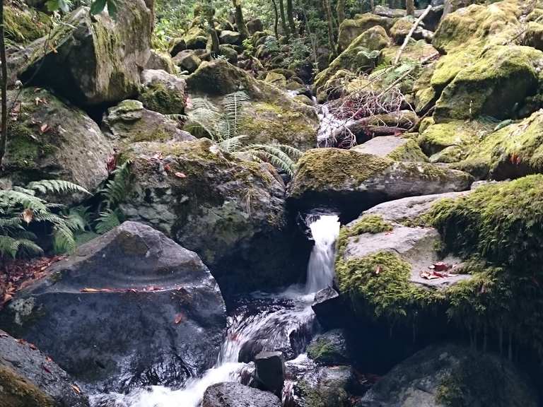 Levada dos Cedros e Fanal — Rundweg PR14 auf der Insel Madeira ...