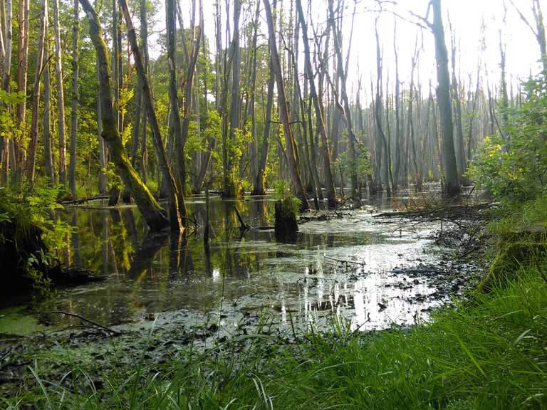 Briese Routes for Walking and Hiking | Komoot