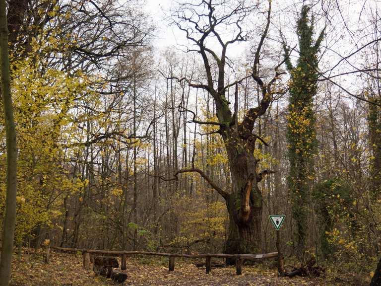 Dicke Marie – Ältester Baum Berlins : percorsi escursionistici e ...