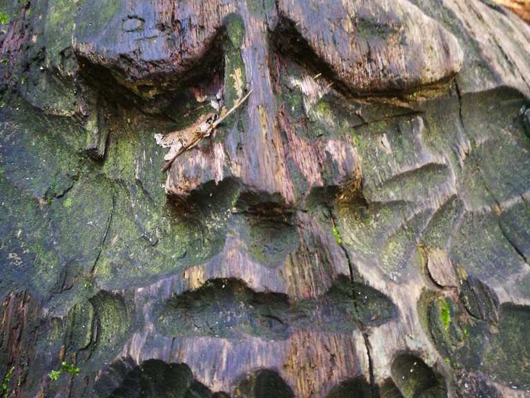 Runen Baum Loop from Hennef (Sieg) | Wanderung | Komoot