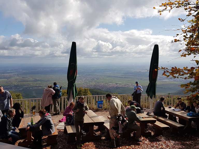 Kalmithaus and View of the Rhine Valley: Wanderungen und Rundwege | komoot