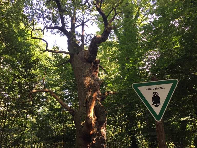 Dicke Marie – ältester Baum Berlins: Wanderungen und Rundwege | komoot