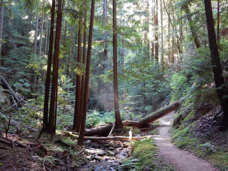 Big Ben Trail — Henry Cowell Redwoods State Park | hike | Komoot