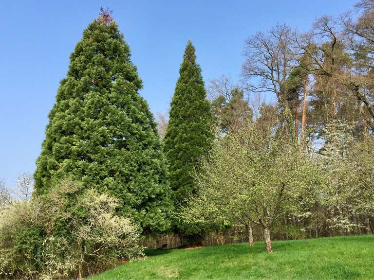 Giant Sequoias – Hikes & How to Get There | Komoot