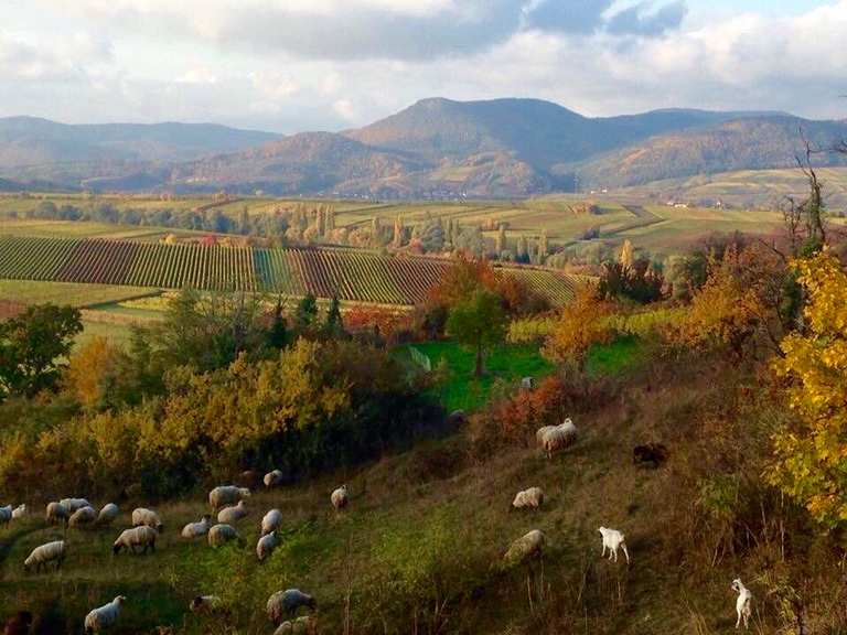 Kleine Kalmit mit Kapelle: Wanderungen und Rundwege | komoot