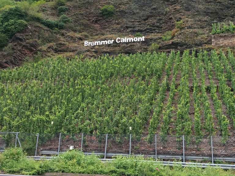 Bremmer Calmont - steilstes Weinanbaugebiet Europas - Cycle Routes and ...
