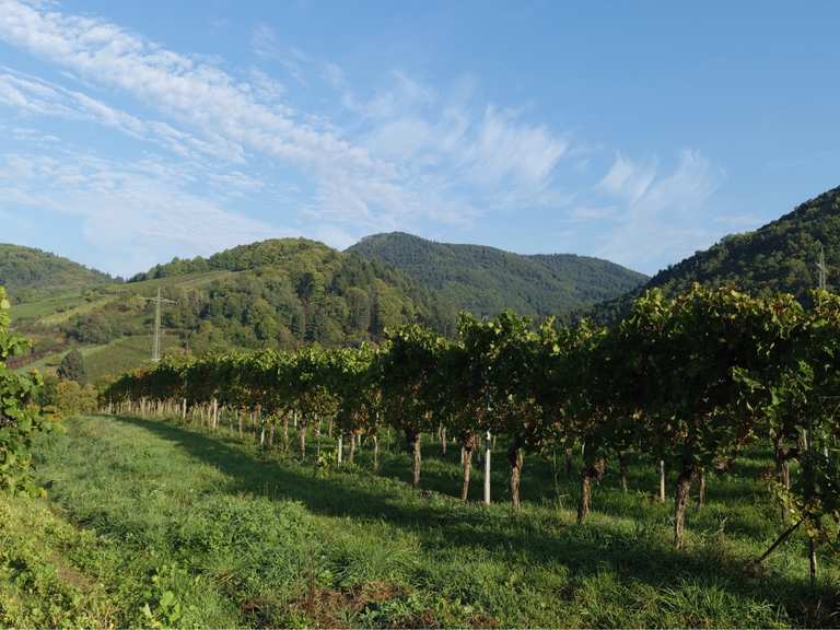 St.Johann - Albersweiler Routes for Walking and Hiking | Komoot