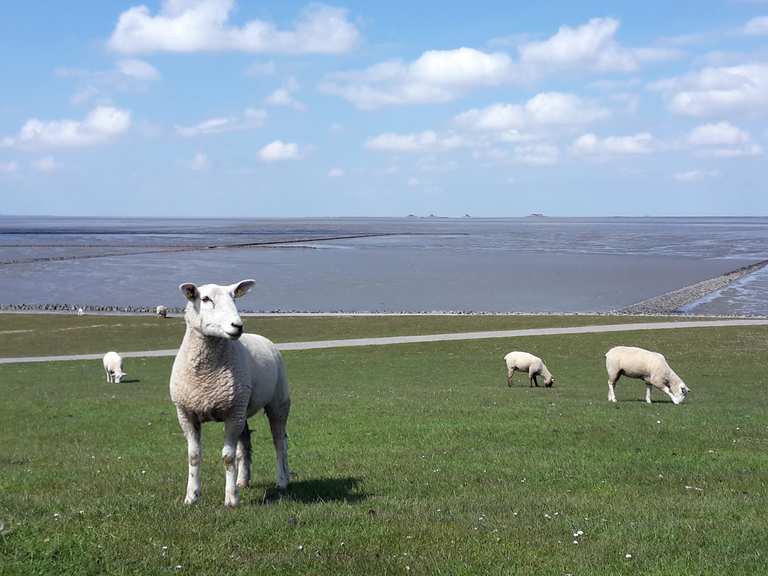 Toller Ausblick aufs Meer und die Halligen - Cycle Routes and Map | Komoot
