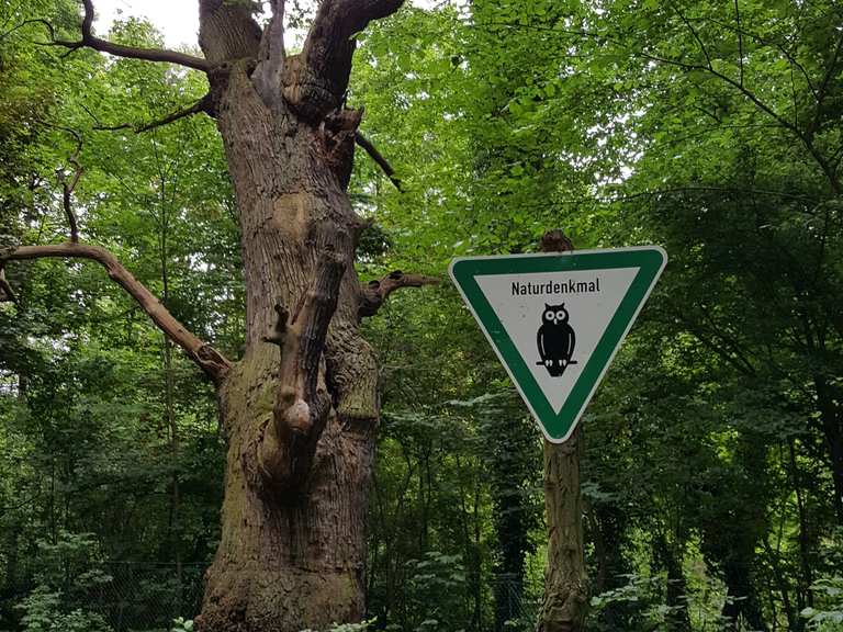 Dicke Marie – ältester Baum Berlins: Wanderungen und Rundwege | komoot