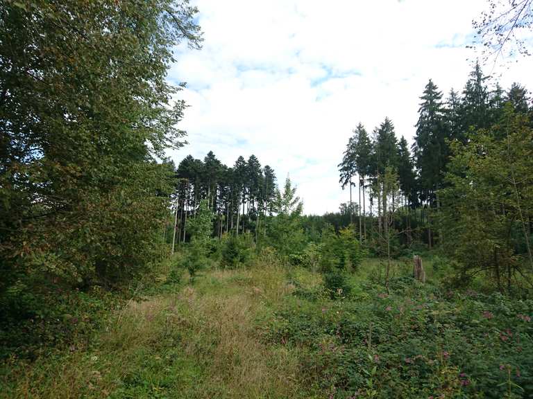 Aubinger Lohe: MTB-routes en trails | Komoot