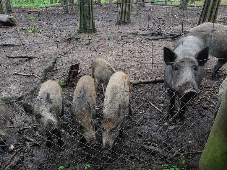 Wild Boar Enclosure Fürth Routes for Walking and Hiking | Komoot