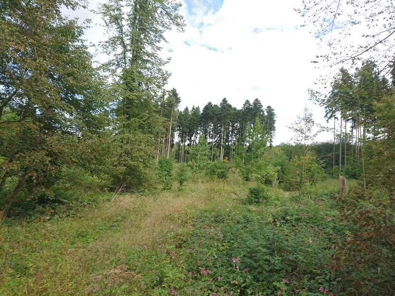 Aubinger Lohe - Sentiers et pistes de VTT | Komoot