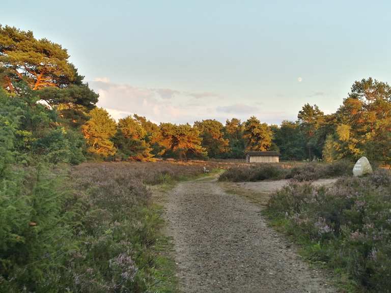 Behringer Heide: Wanderungen und Rundwege | komoot