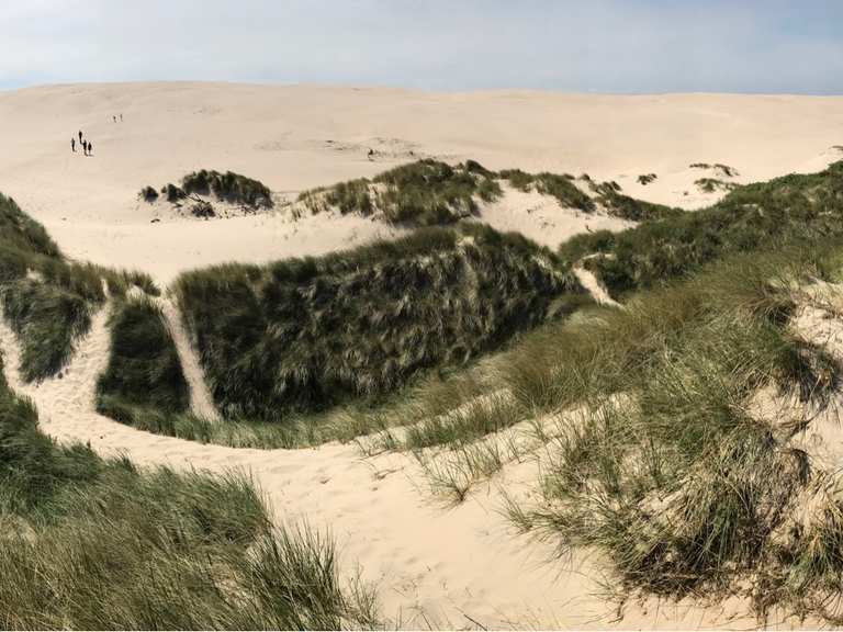 Wanderdüne 🇩🇰 Råbjerg Mile: Wanderungen und Rundwege | komoot