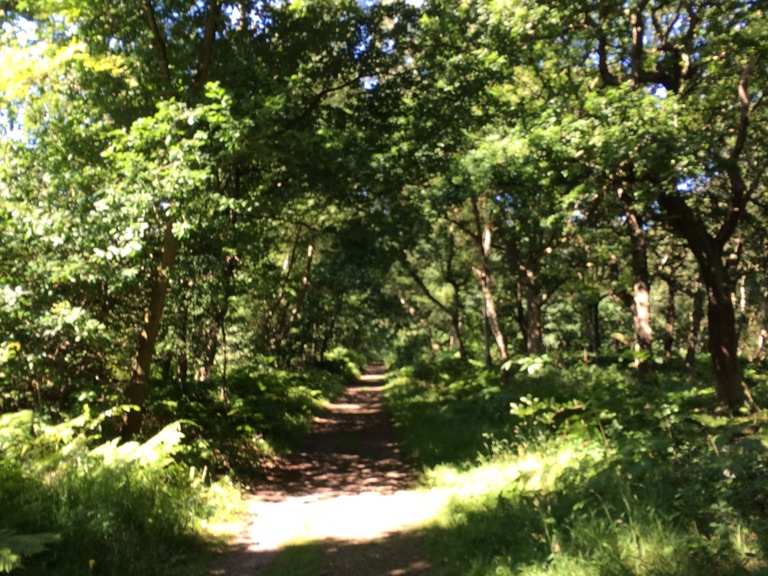 Major Oak Routes for Walking and Hiking | Komoot