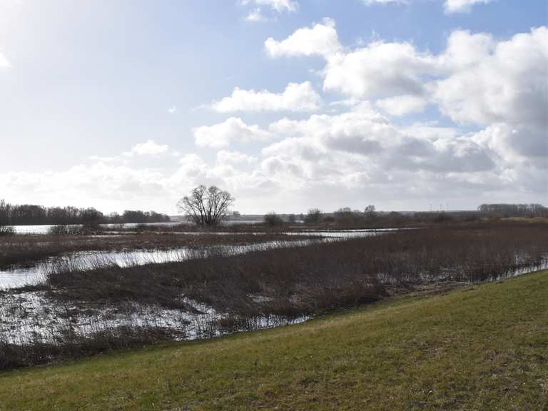 Elbtalaue bei Heisterbusch (Deichvorland bei Bleckede): Wanderungen und ...