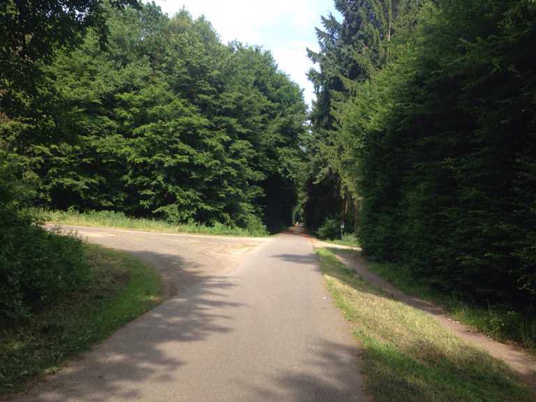 Asphaltierter Weg durch den Wald Cycle Routes and Map | Komoot