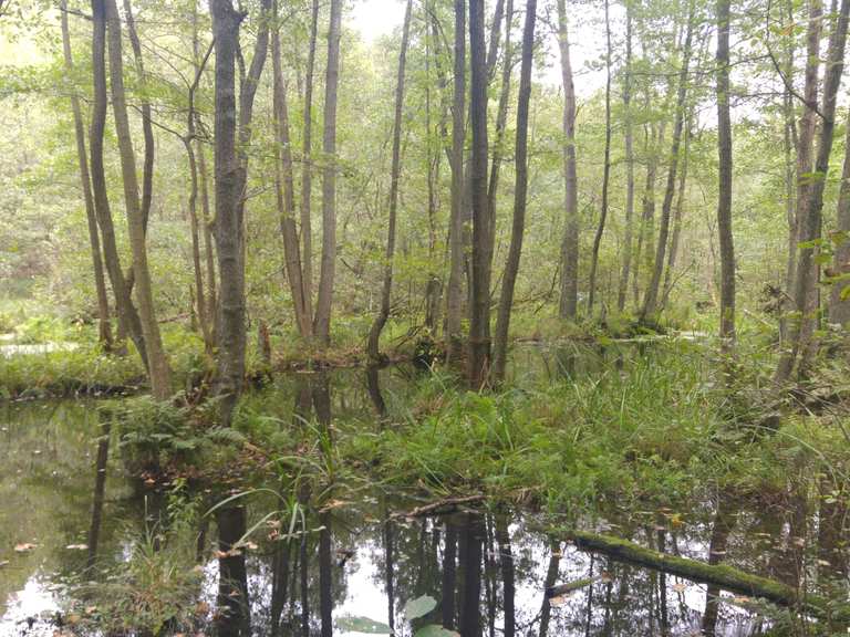 Sumpf/Moorlandschaft Routes for Walking and Hiking | Komoot