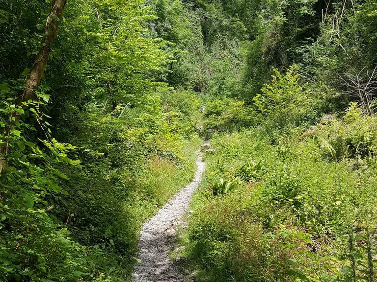 Ebbor Gorge, Priddy & Deer Leap Nature Reserve loop — The Mendip Hills ...