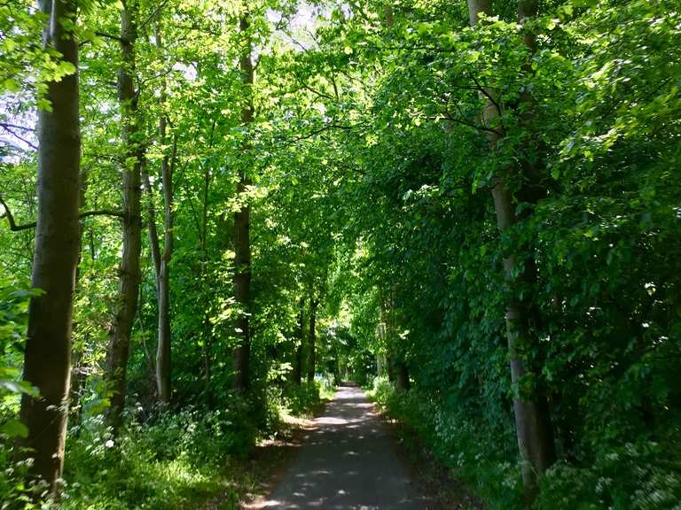 Mooi bos in Klein Valkenisse: Radtouren und Radwege | komoot