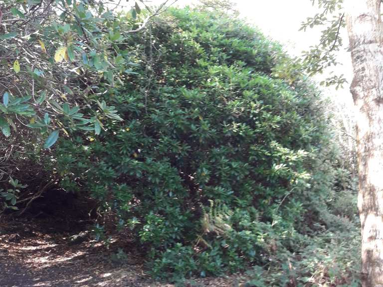 Howth Castle Rhododendron Gardens: Wanderungen und Rundwege | komoot