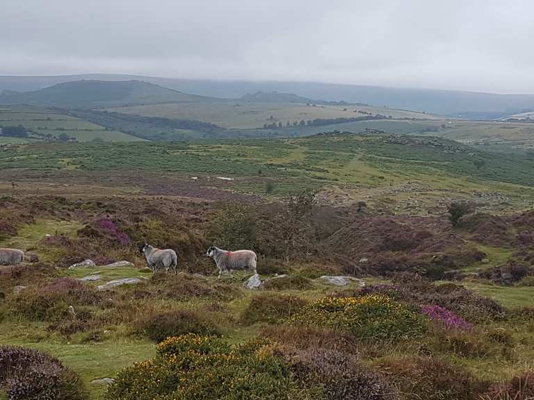 Haytor Rocks Routes for Walking and Hiking | Komoot