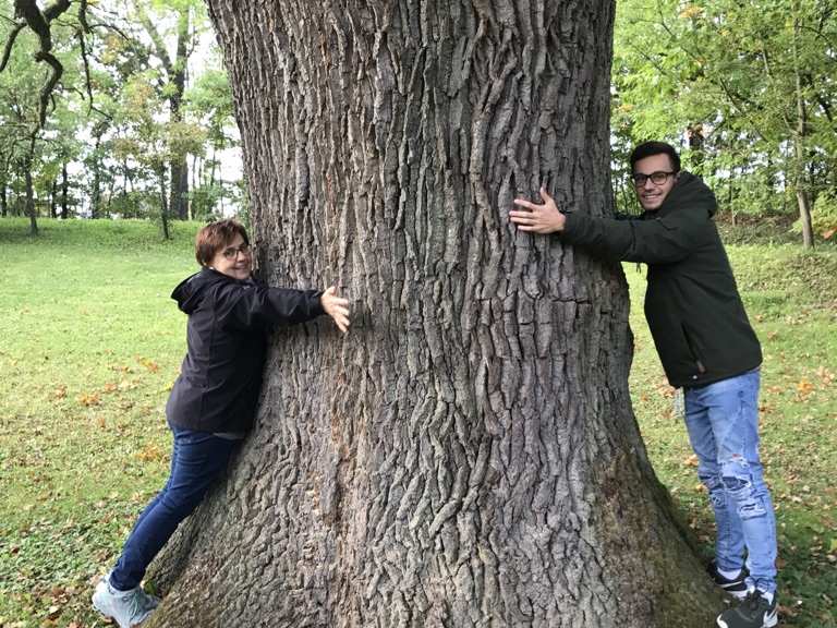 400 year old oak tree Routes for Walking and Hiking | Komoot