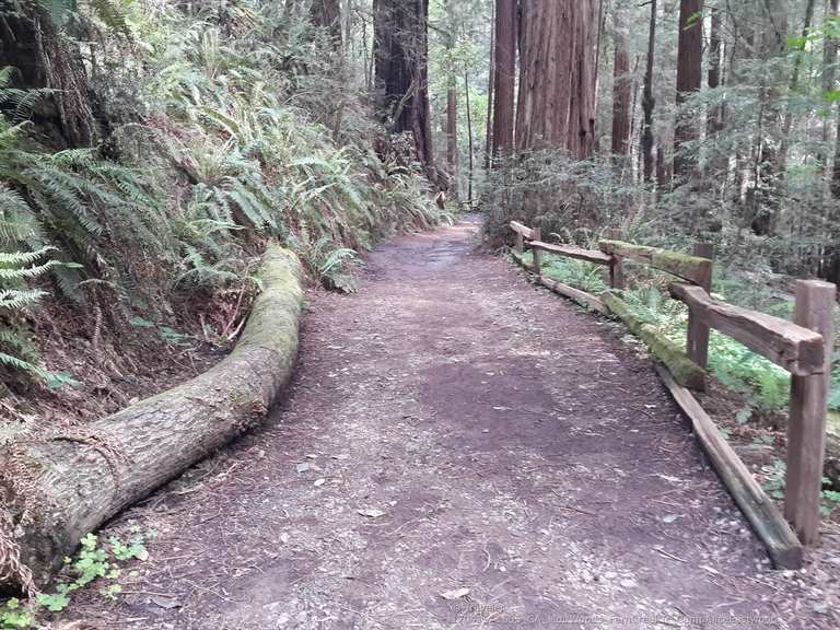 Camp Alice Eastwood ⛺️🌲 Routes for Walking and Hiking | Komoot