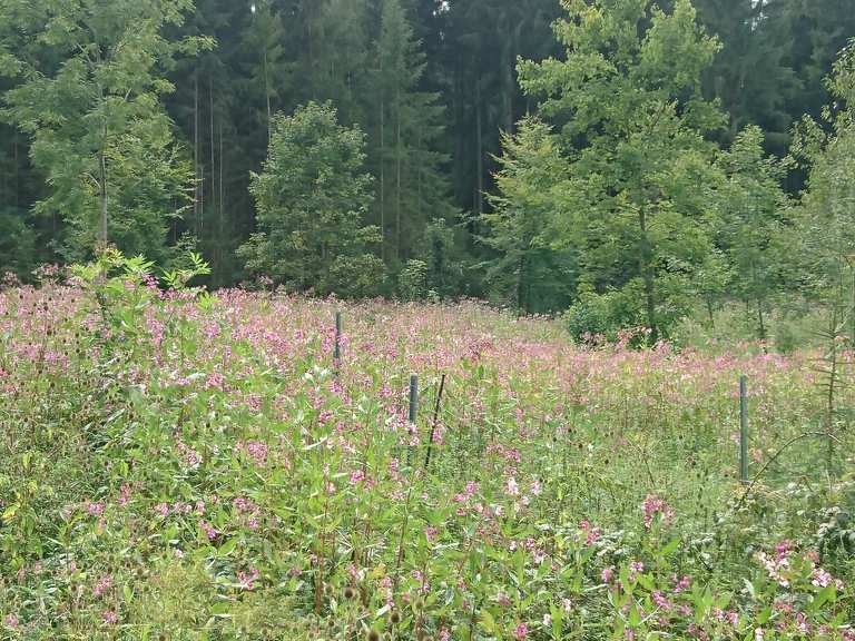 Aubinger Lohe - Sentiers et pistes de VTT | Komoot