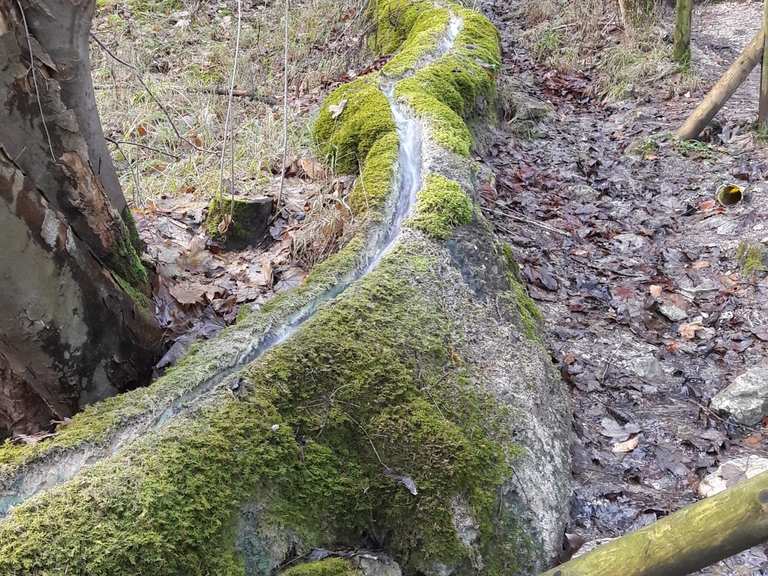 Steinerne Rinne: Wanderungen und Rundwege | komoot