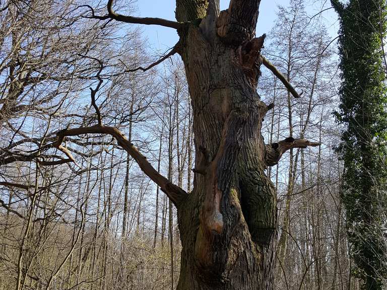 Dicke Marie – ältester Baum Berlins: Wanderungen und Rundwege | komoot